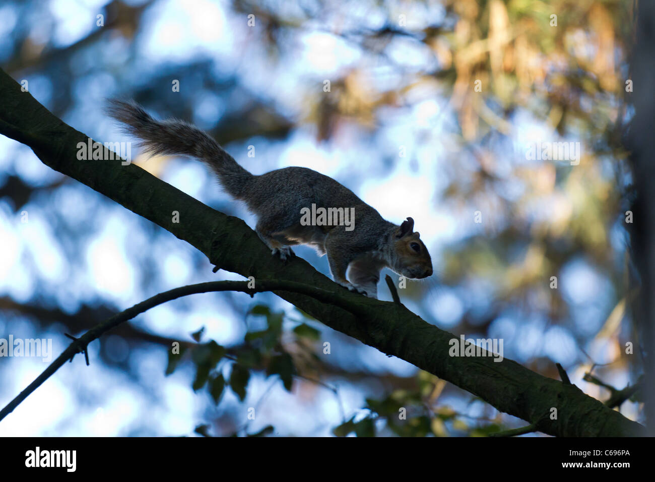 A squirrel climbing down a tree branch Stock Photo - Alamy