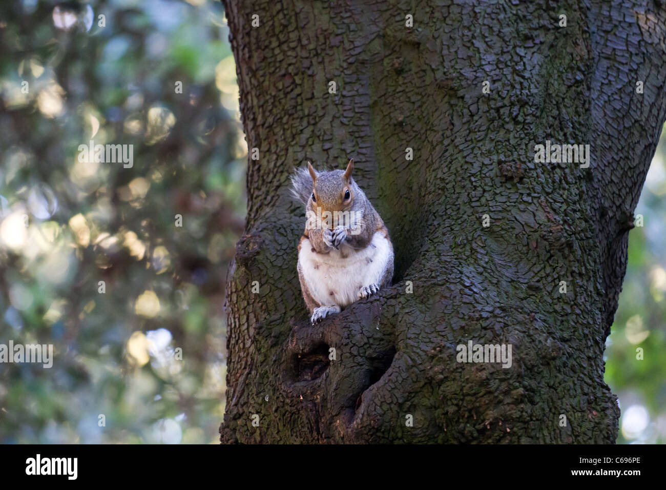 Squirrel sat in a tree hi-res stock photography and images - Alamy