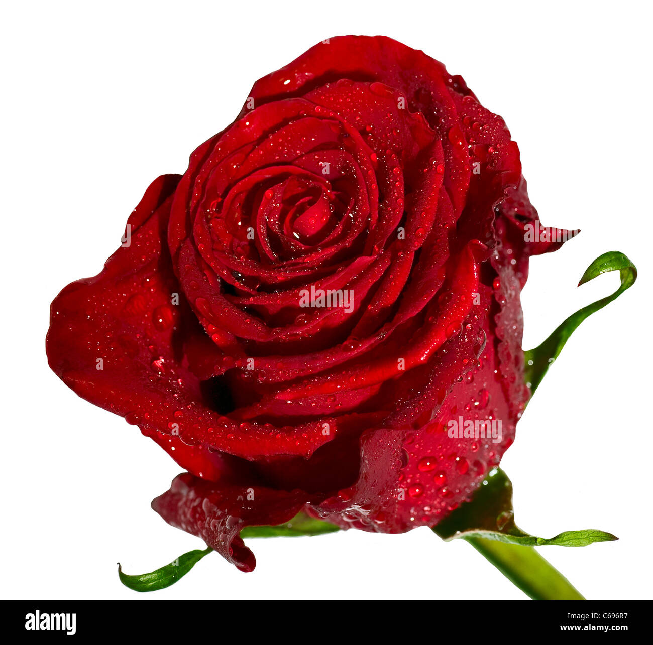 Beautiful red rose image Cut Out Stock Images & Pictures - Alamy