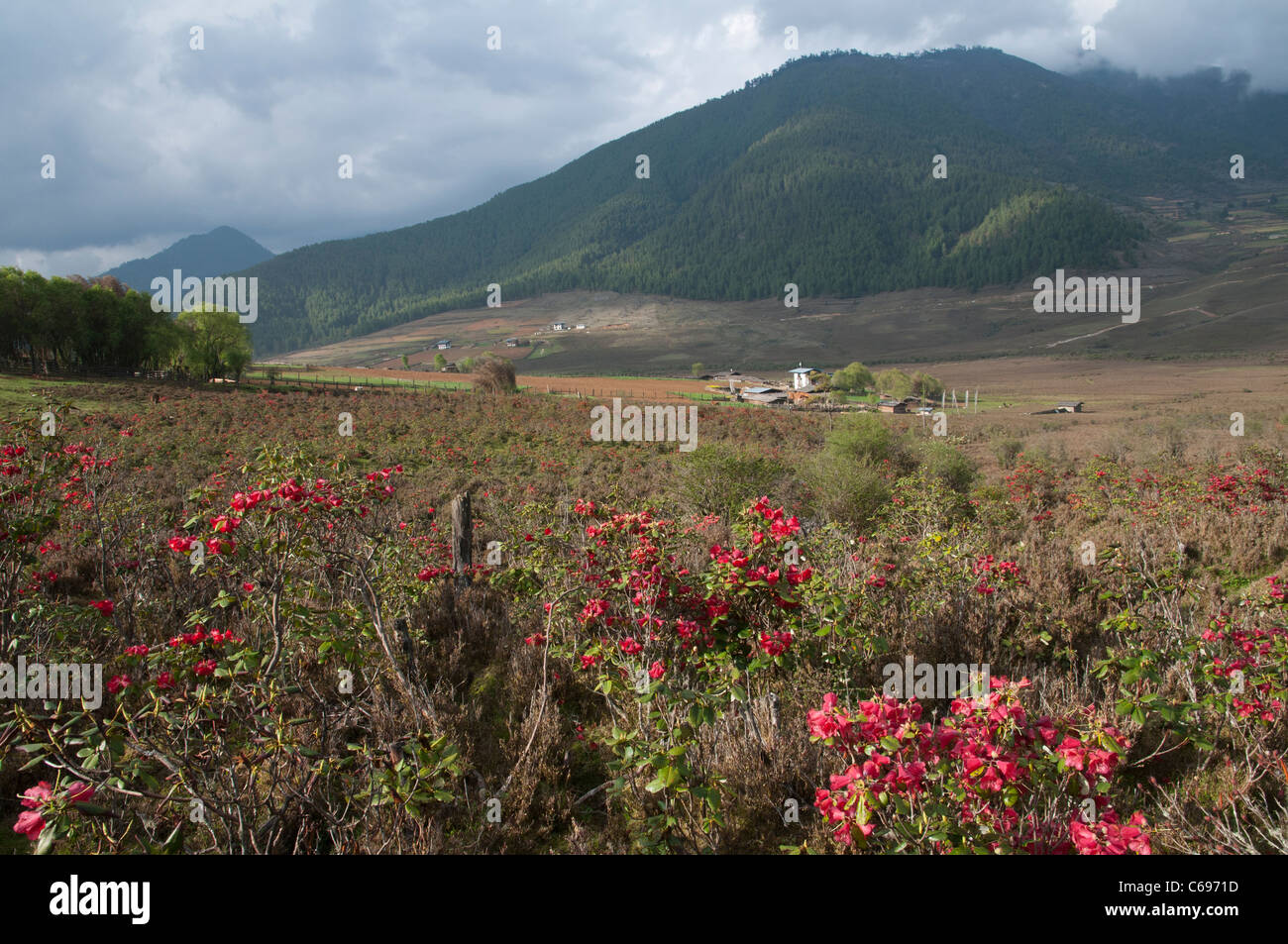 View of the wetlands in Phobjikha valley. bhutan Stock Photo - Alamy