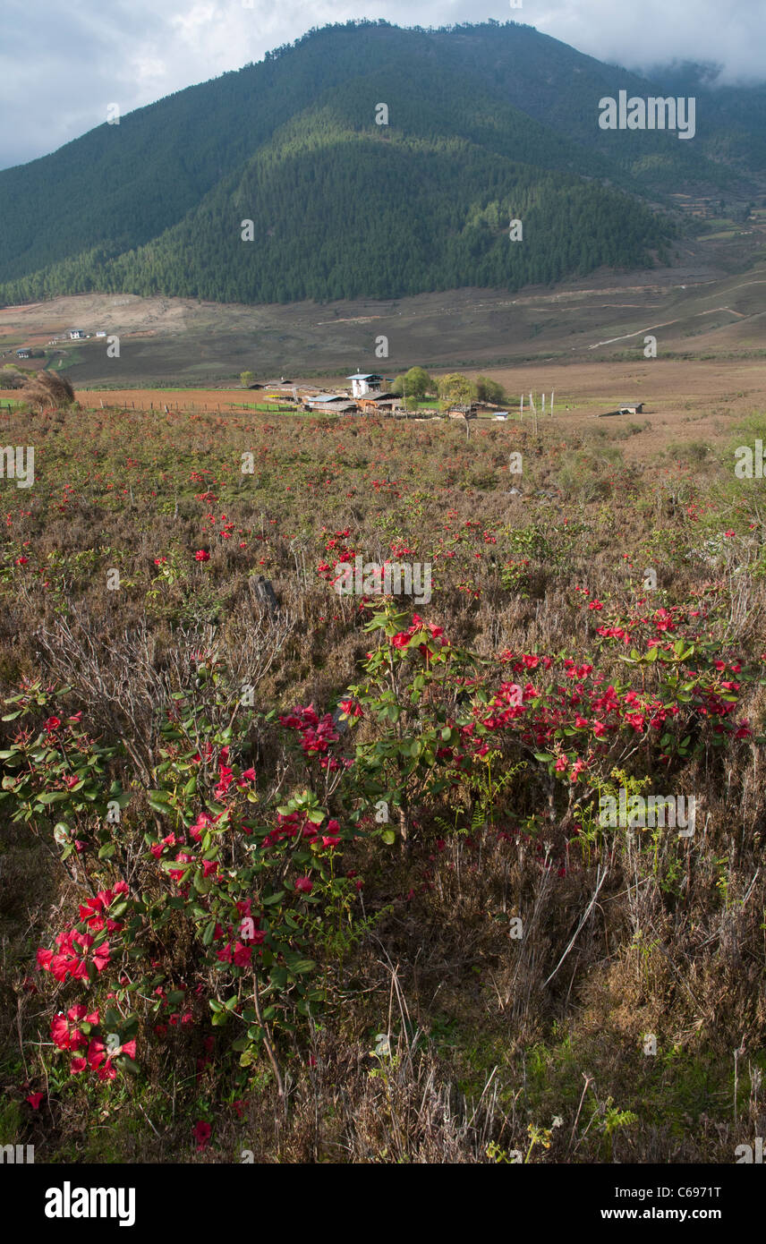 View of the wetlands in Phobjikha valley. bhutan Stock Photo - Alamy