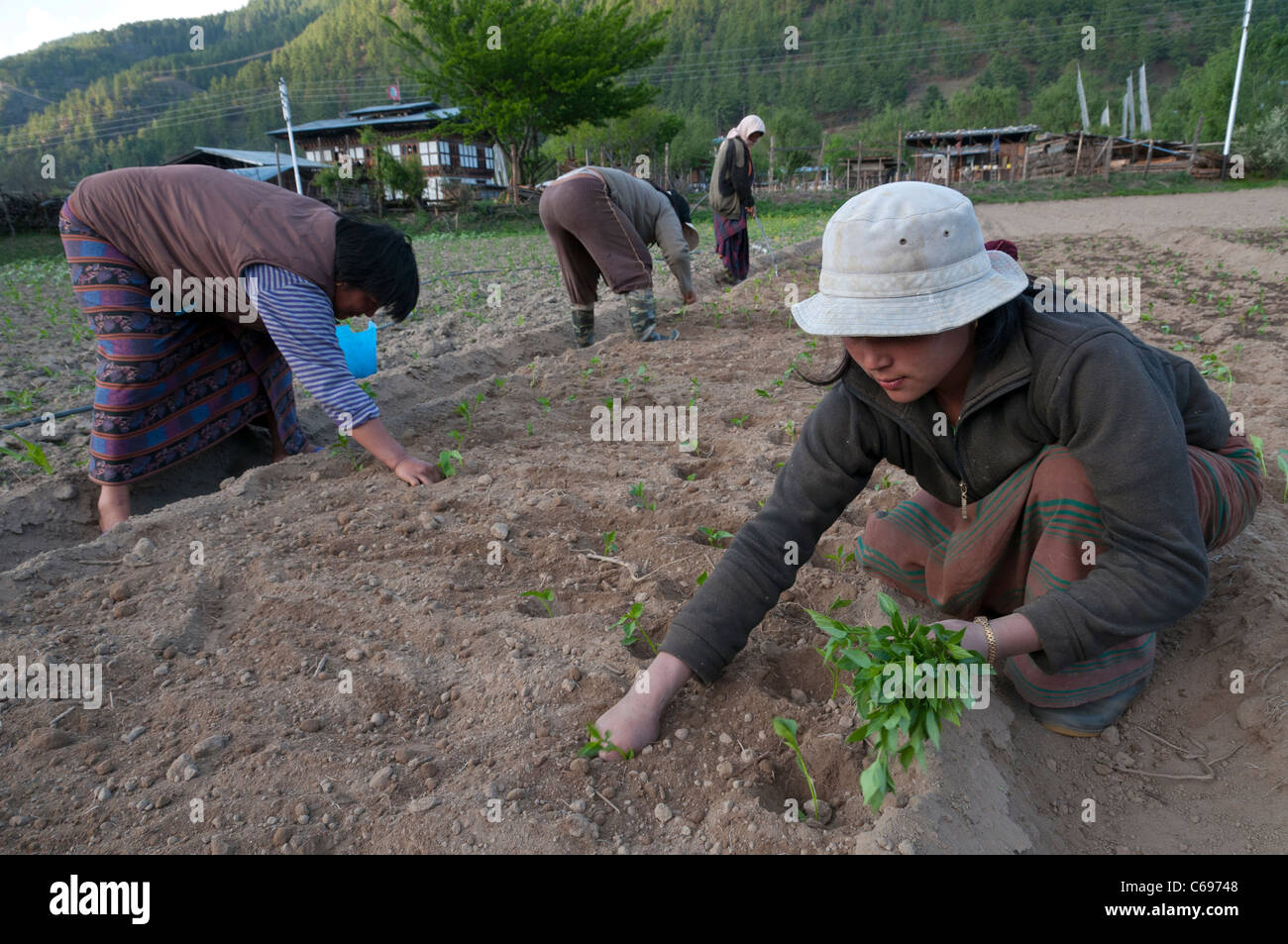 female farmers at work in a vegetable farm. bhumtang. Bhutan Stock ...