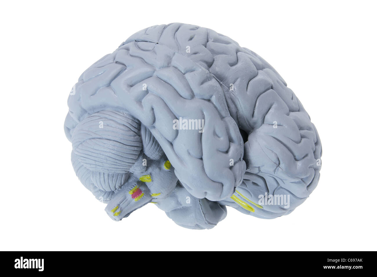 Anatomy specimen hi-res stock photography and images - Alamy