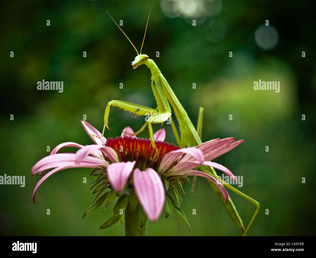 Chinese mantis hi-res stock photography and images - Alamy