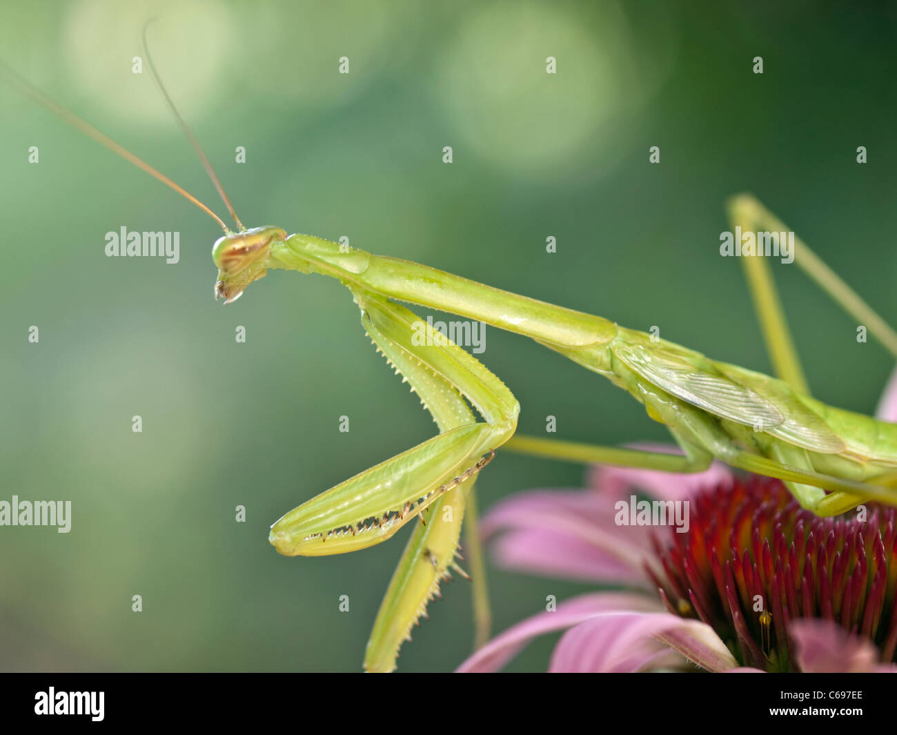 Chinese praying mantis hi-res stock photography and images - Alamy