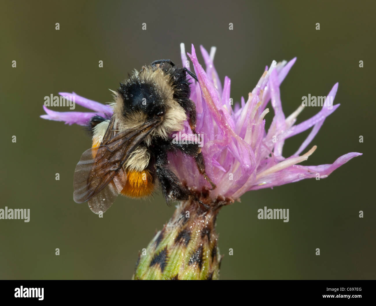 Red tailed Bumblebee on a spotted nap weed Stock Photo - Alamy