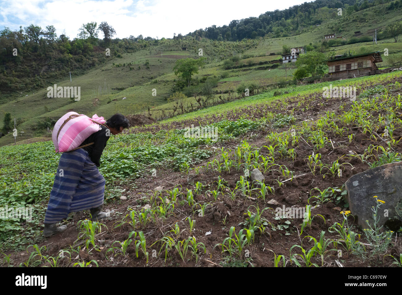 Woman carrying a rice bag uphill across fields. The Yakpugang farmer ...