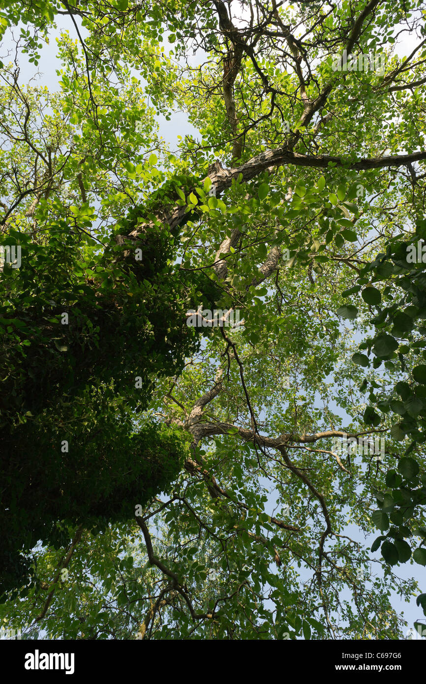 Belgium tree hi-res stock photography and images - Alamy