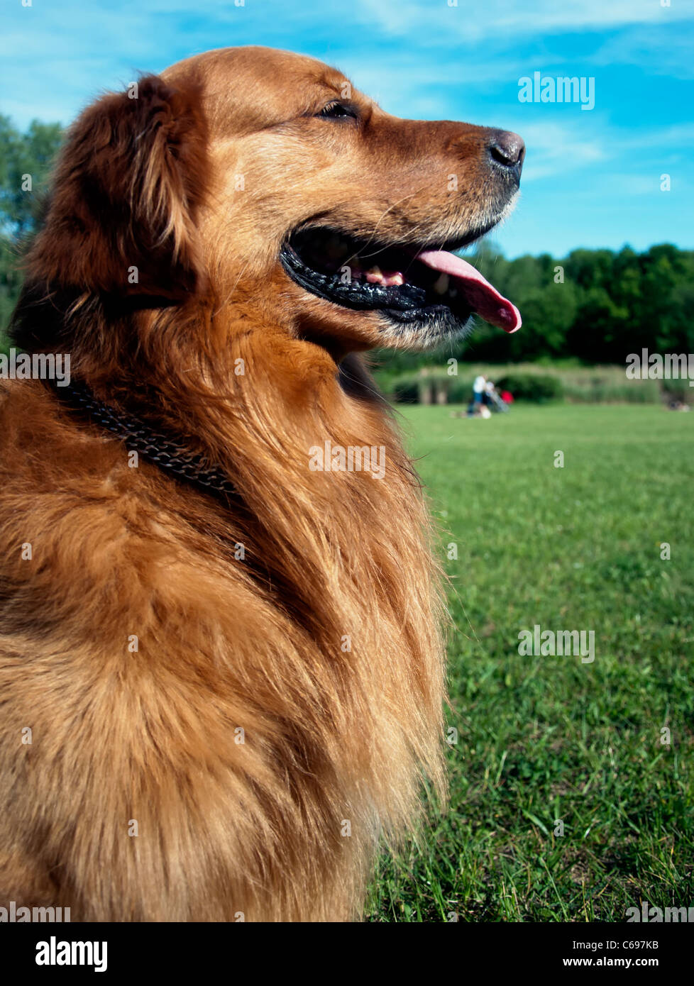 Golden Retriever dog face tongue park Stock Photo - Alamy