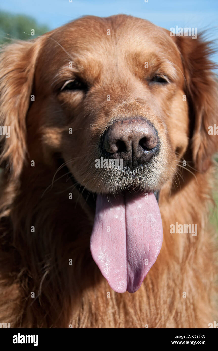 Golden Retriever dog face tongue sun sky canine nature love Stock Photo ...