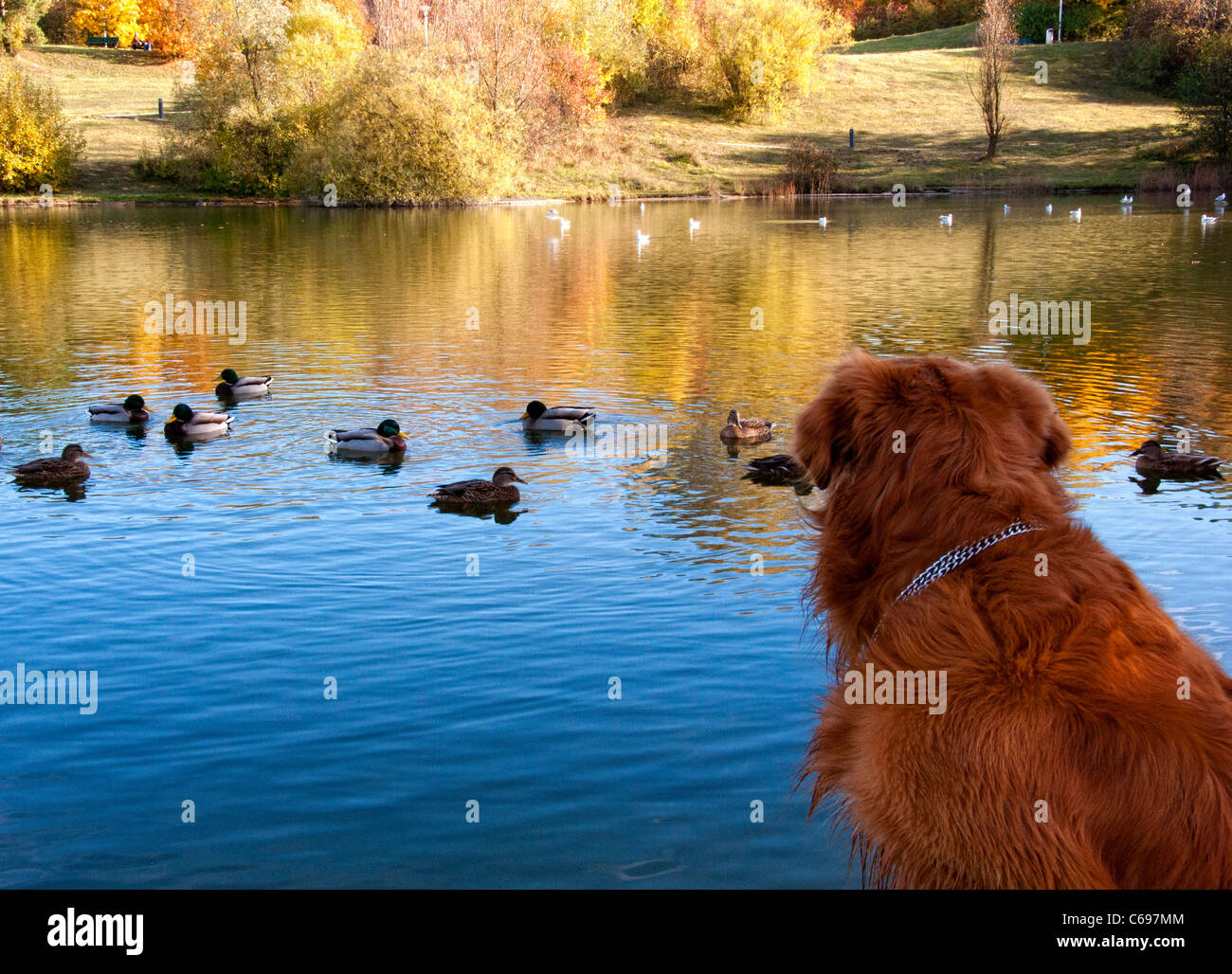 Ducks tongue hi-res stock photography and images - Alamy