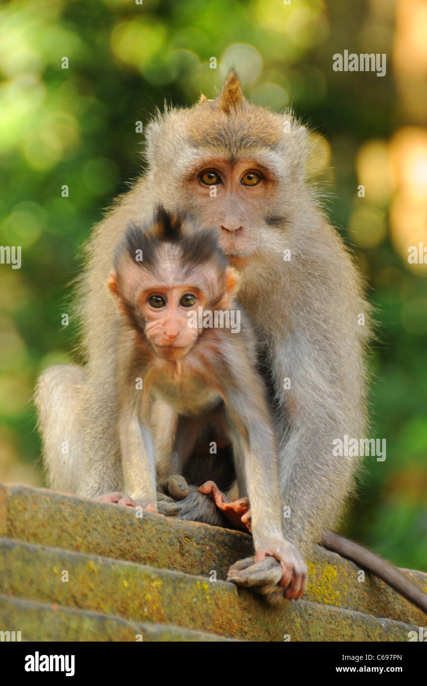 Indonesia, Bali, Ubud. Mother and Baby Macaque at the Sacred Monkey ...