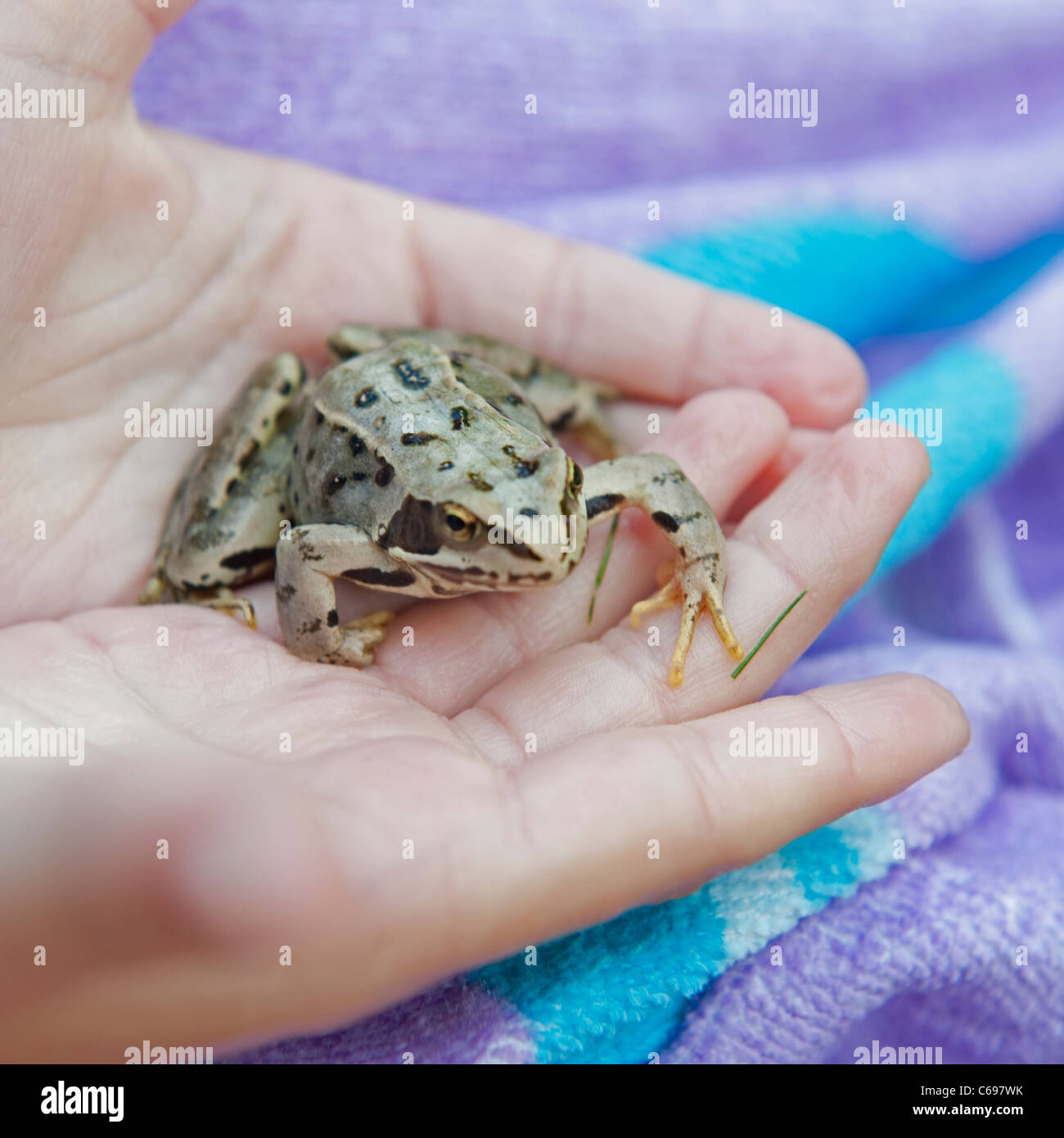 Girl with frog hi-res stock photography and images - Alamy
