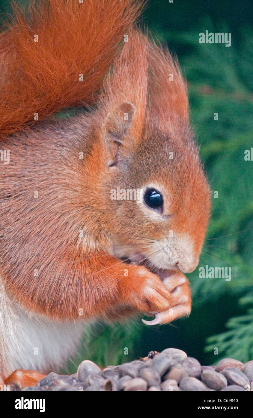 Eurasian red squirrel eating nuts hi-res stock photography and images ...