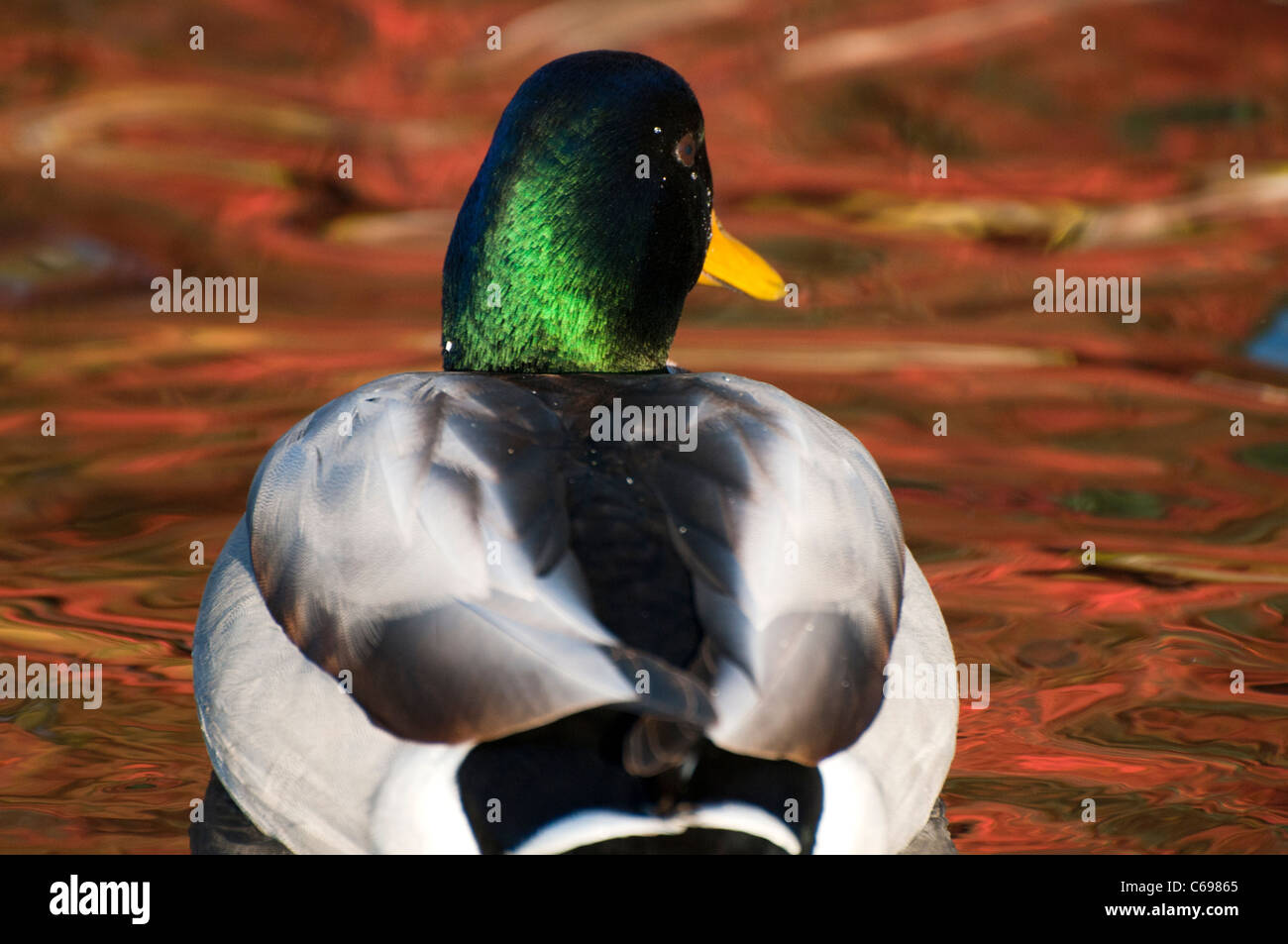Male Mallard duck and fall colors reflecting on the water Stock Photo ...