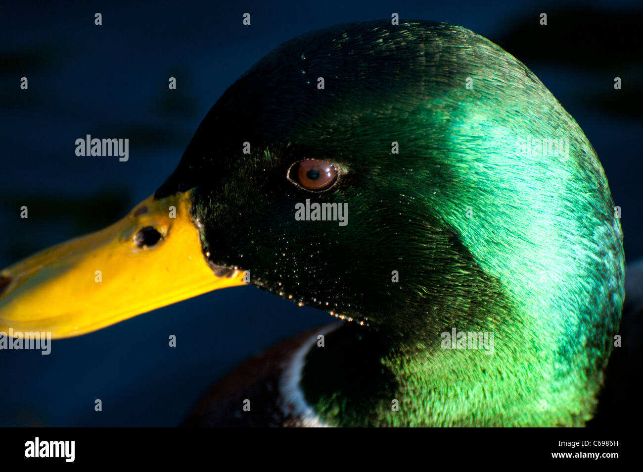 Male Mallard duck and fall colors reflecting on the water Stock Photo ...