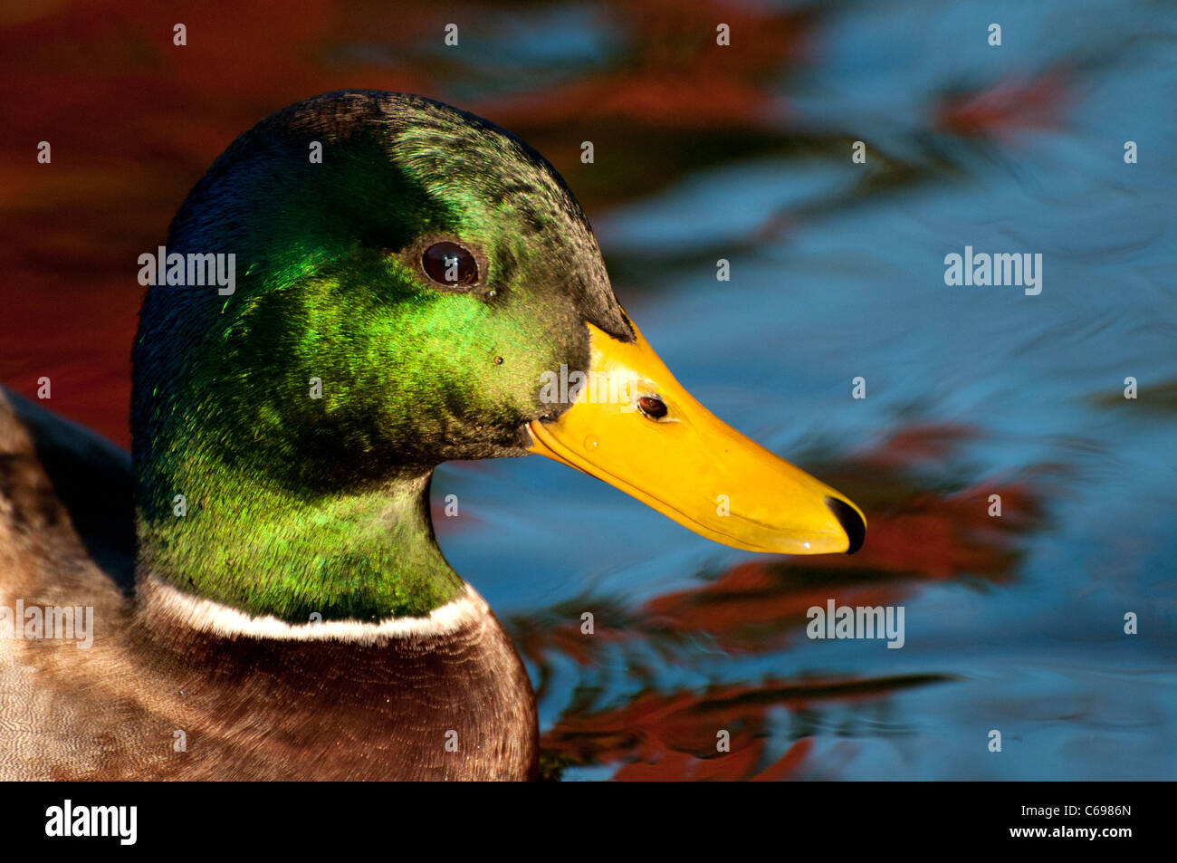 Male Mallard duck and fall colors reflecting on the water Stock Photo ...
