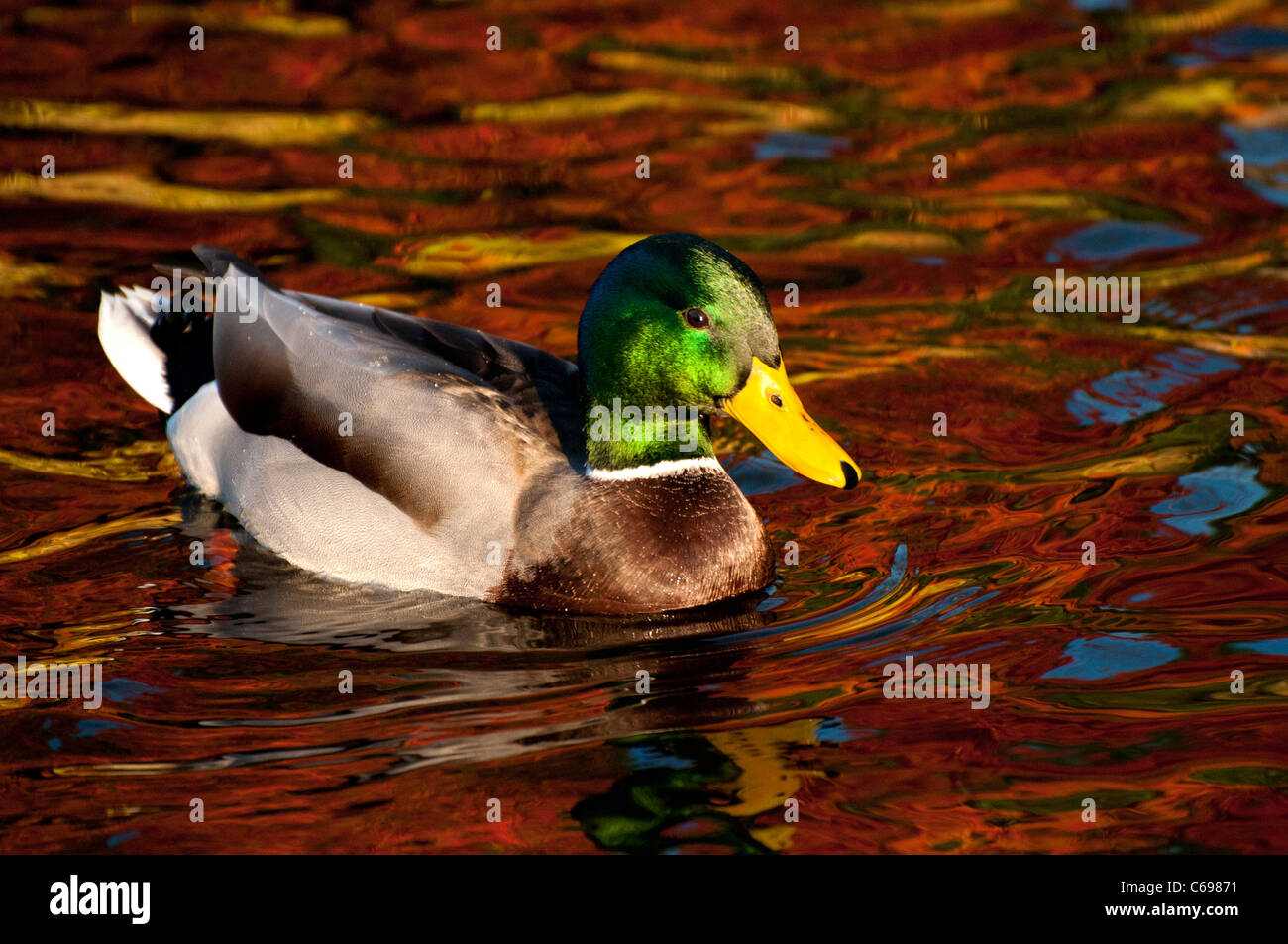 Male Mallard duck and fall colors reflecting on the water Stock Photo ...