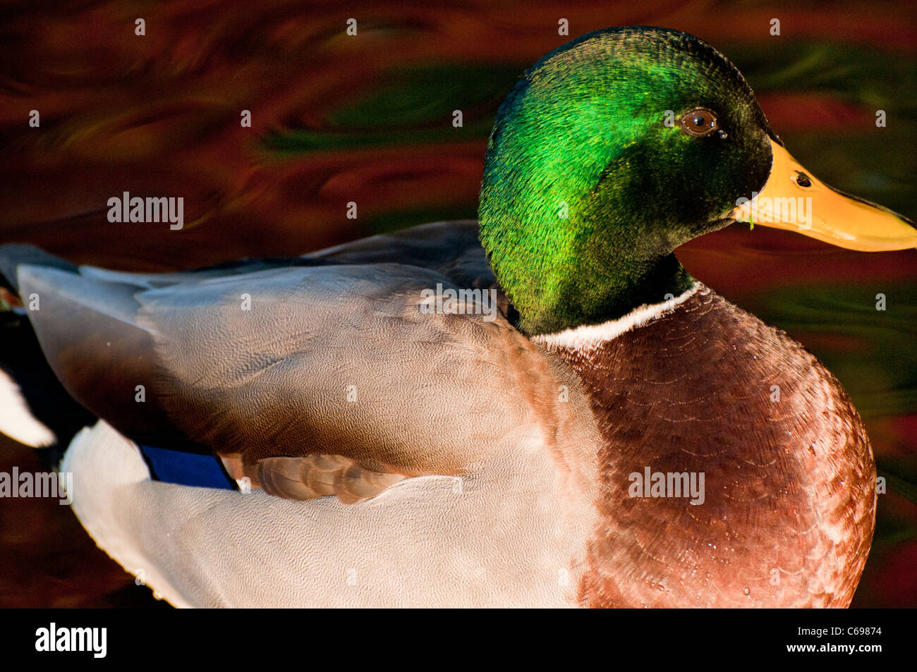 Male Mallard duck and fall colors reflecting on the water Stock Photo ...