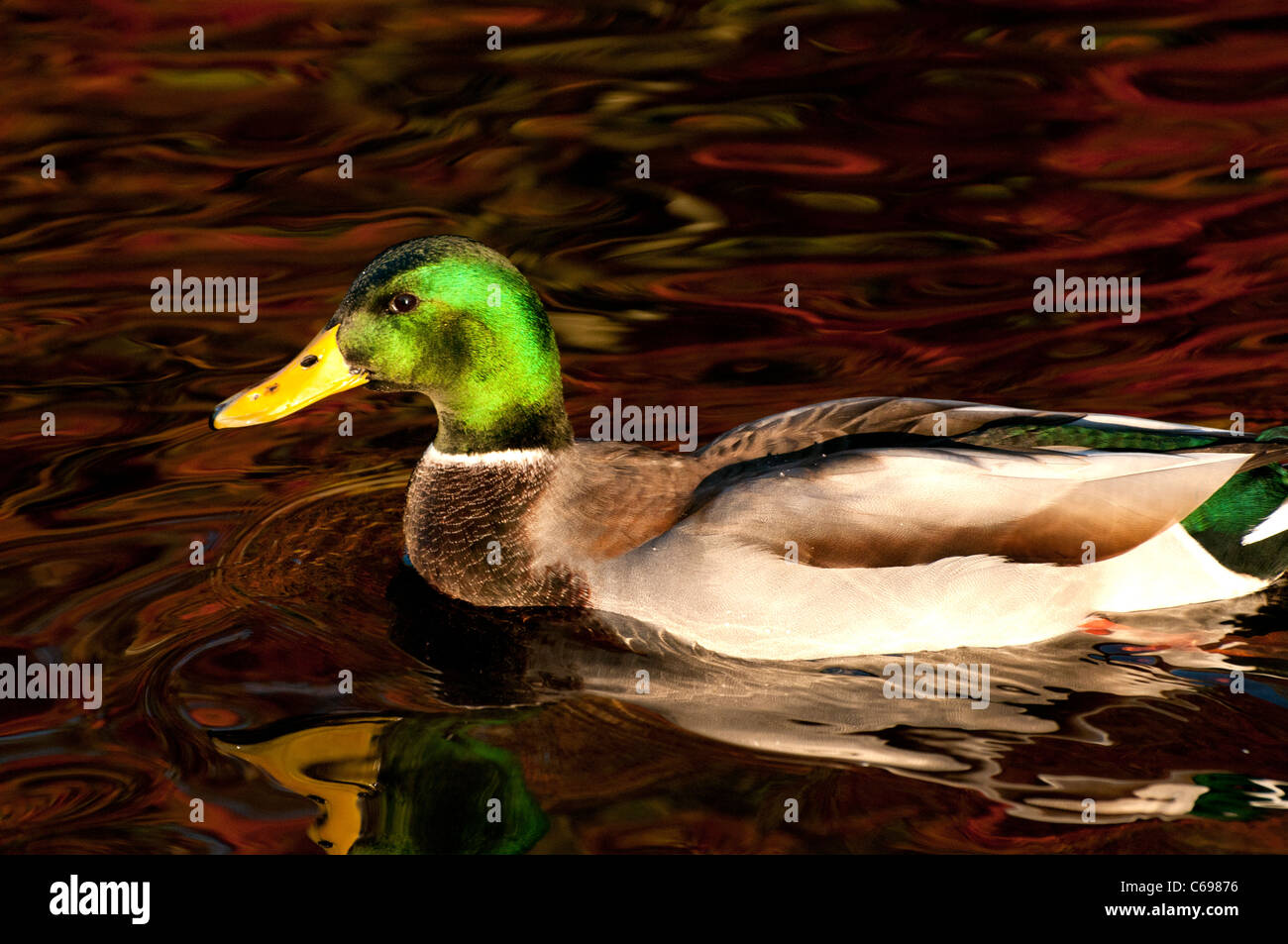 Male Mallard duck and fall colors reflecting on the water Stock Photo ...