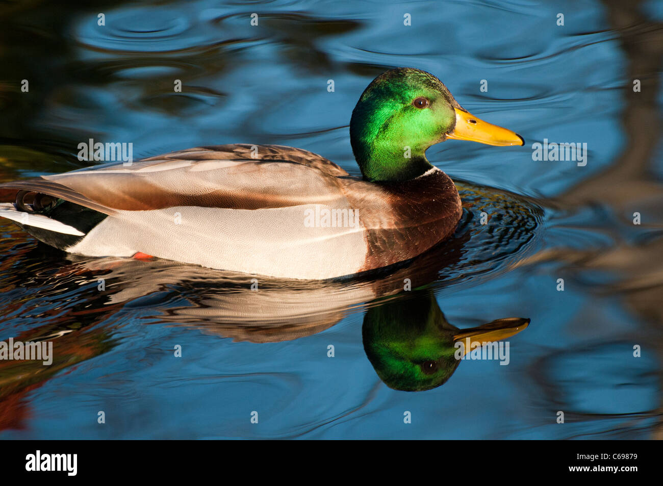 Male Mallard duck and fall colors reflecting on the water Stock Photo ...