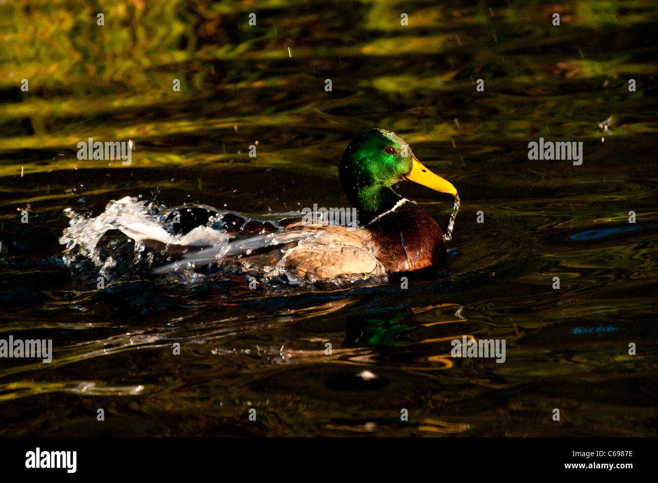 Male Mallard duck and fall colors reflecting on the water Stock Photo ...