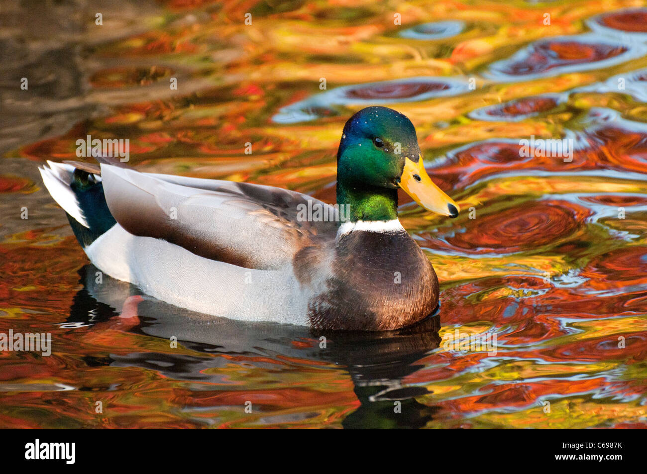 Male Mallard duck and fall colors reflecting on the water Stock Photo ...