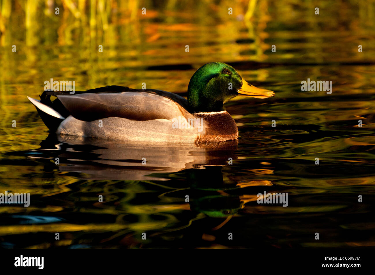 Male Mallard duck and fall colors reflecting on the water Stock Photo ...