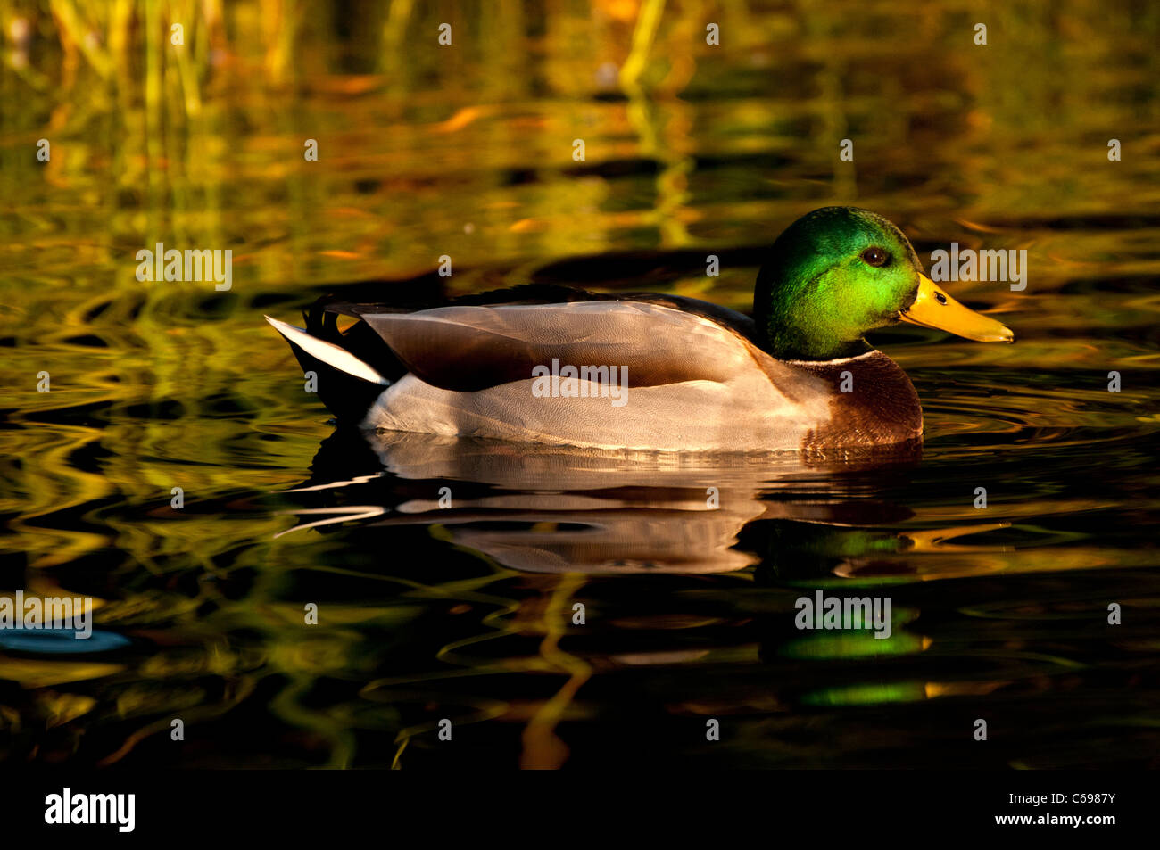 Male Mallard duck and fall colors reflecting on the water Stock Photo ...