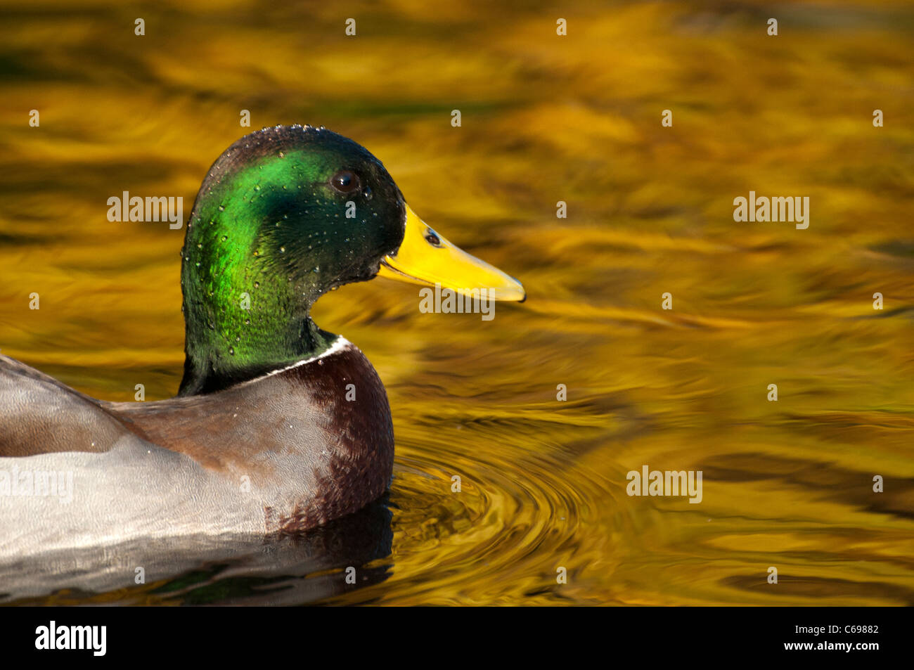 Male Mallard duck and fall colors reflecting on the water Stock Photo ...