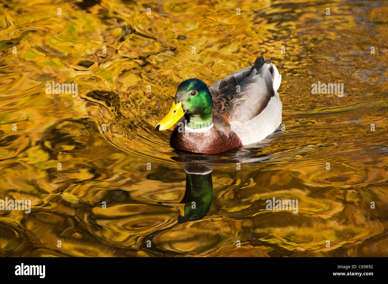 Male Mallard duck and fall colors reflecting on the water Stock Photo ...