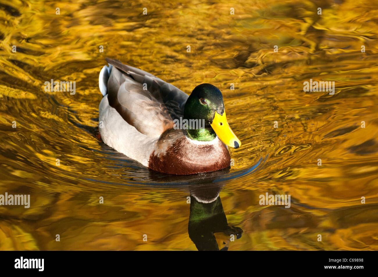 Male Mallard duck and fall colors reflecting on the water Stock Photo ...
