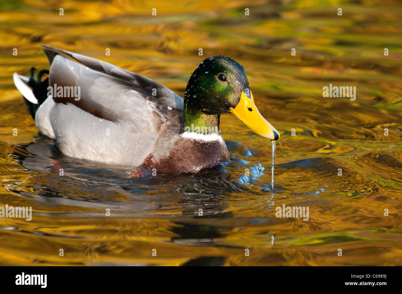 Male Mallard duck and fall colors reflecting on the water Stock Photo ...