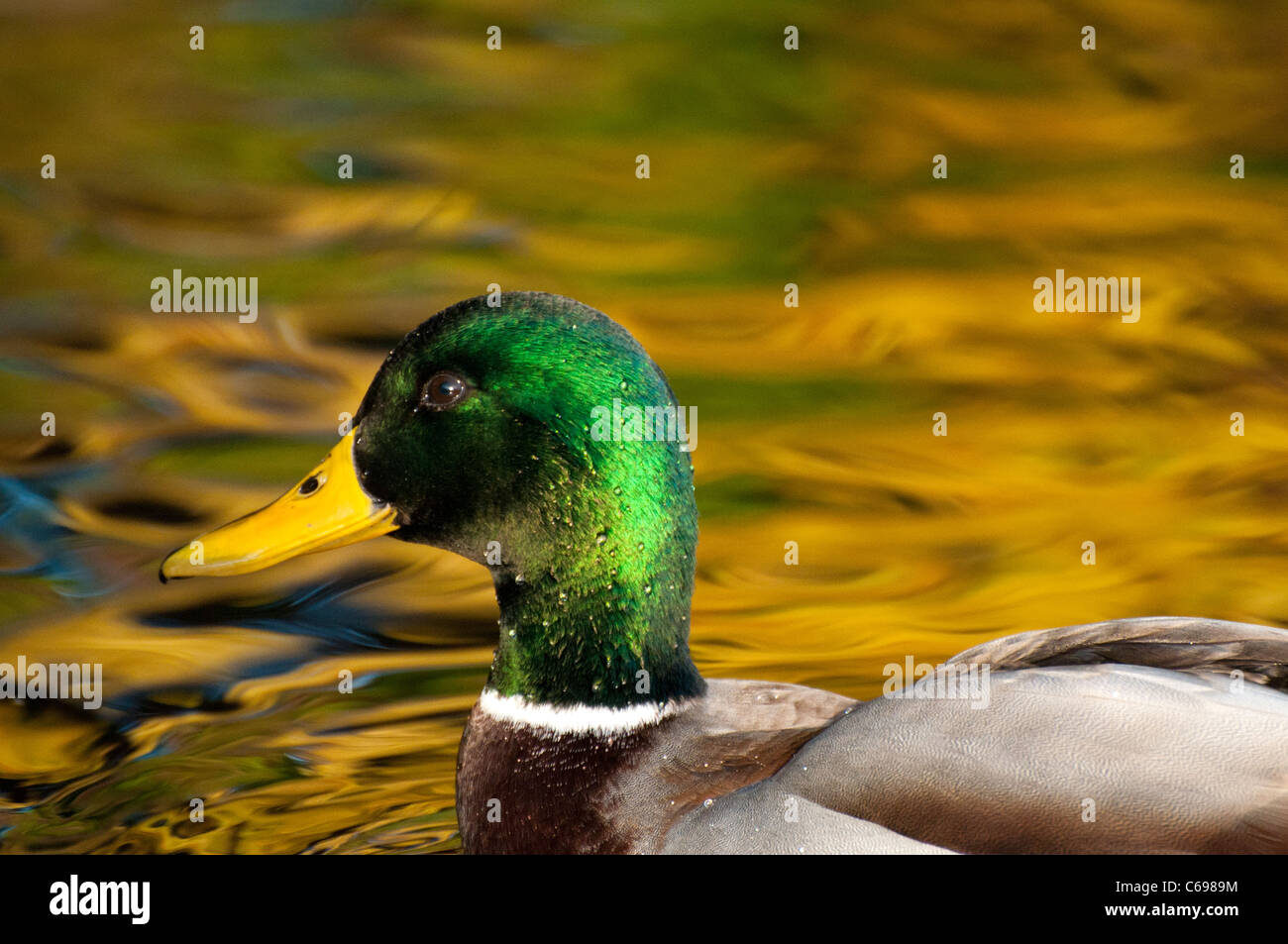 Male Mallard duck and fall colors reflecting on the water Stock Photo ...