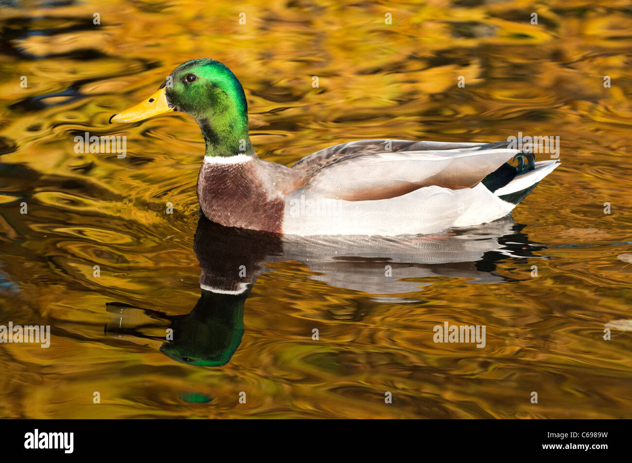 Male Mallard duck and fall colors reflecting on the water Stock Photo ...