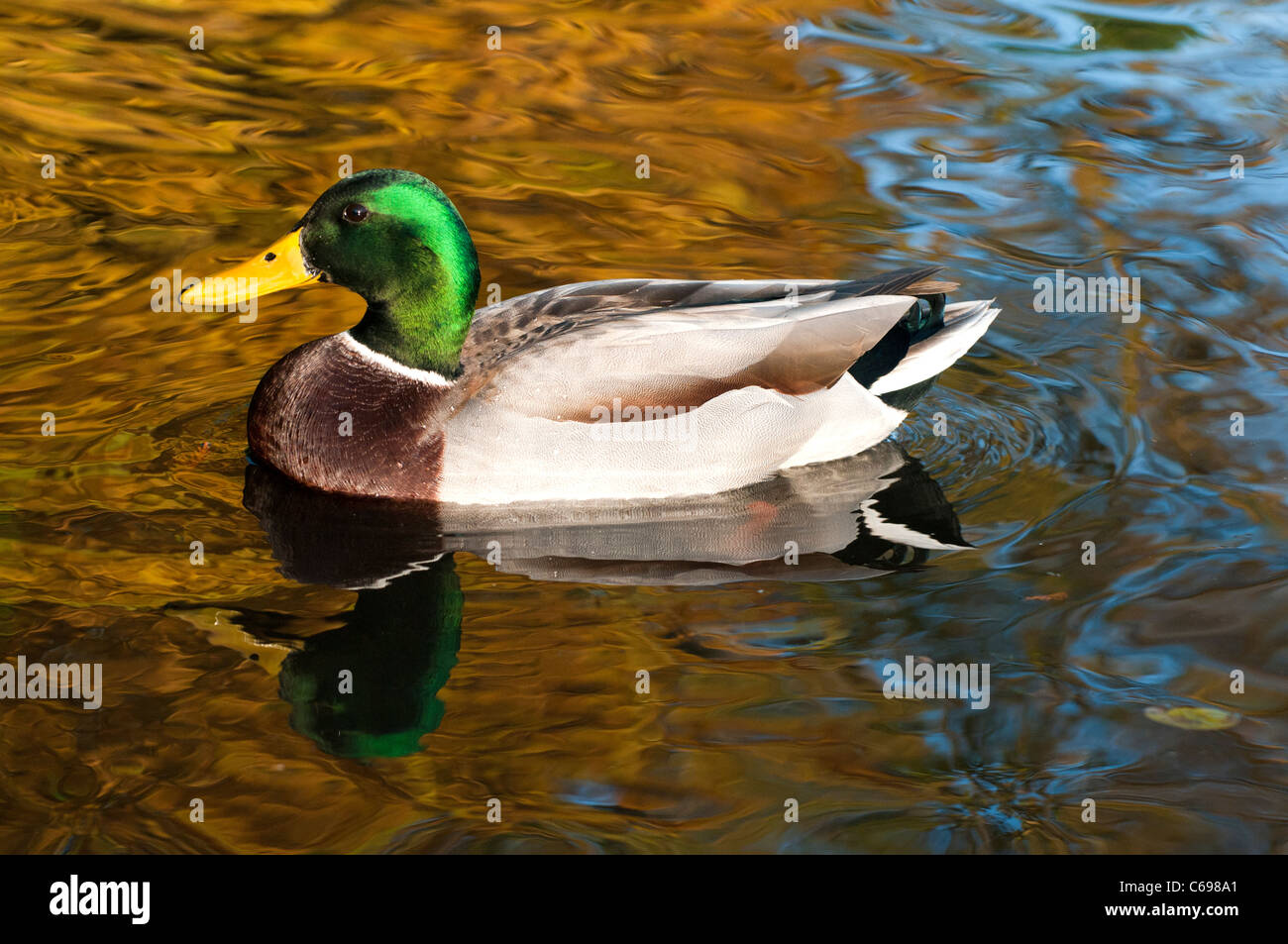 Male Mallard duck and fall colors reflecting on the water Stock Photo ...