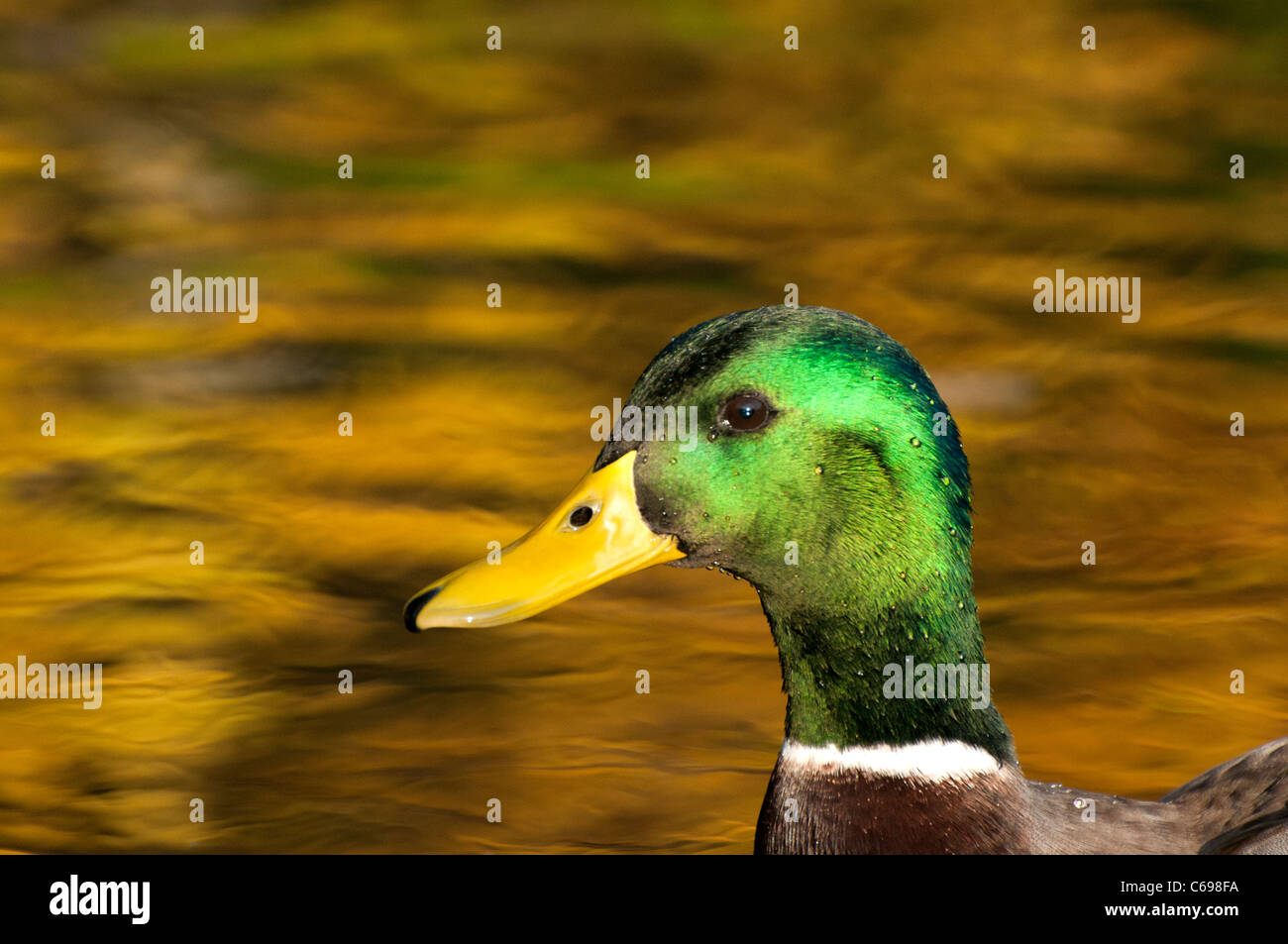 Male Mallard duck and fall colors reflecting on the water Stock Photo ...