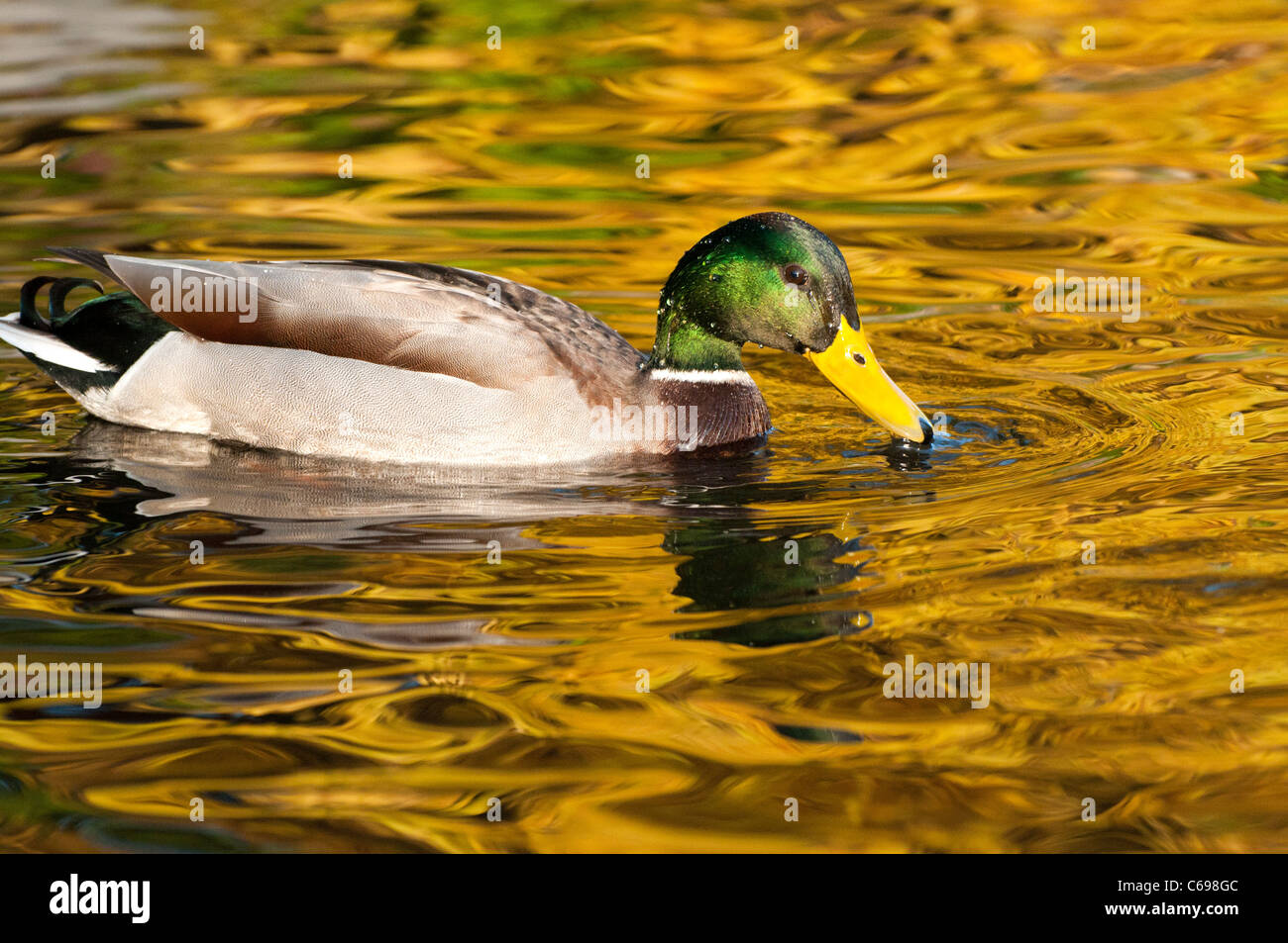 Male Mallard duck and fall colors reflecting on the water Stock Photo ...