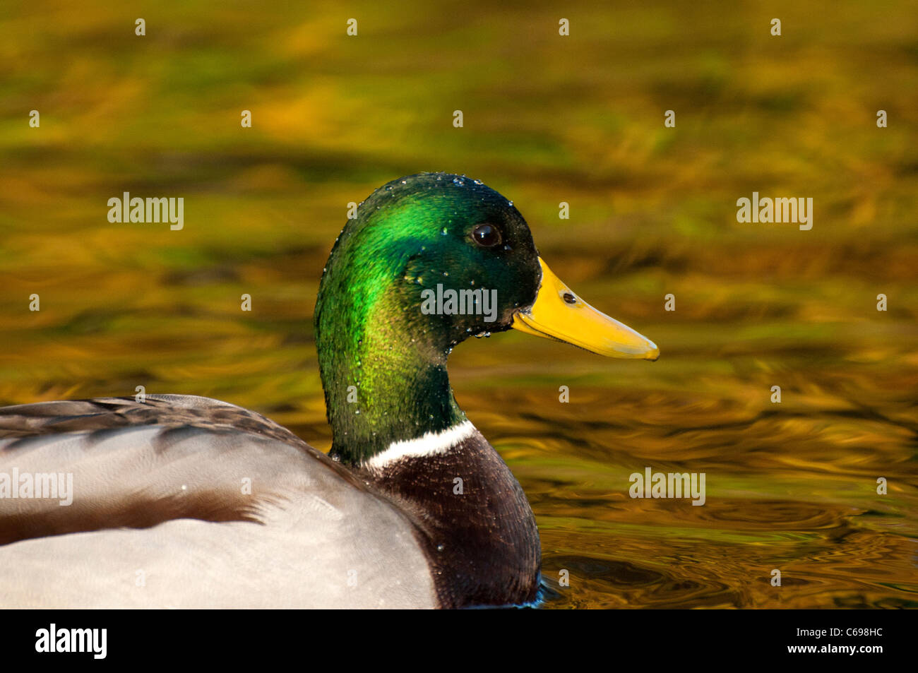 Male Mallard duck and fall colors reflecting on the water Stock Photo ...