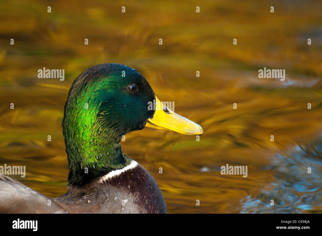 Male Mallard duck and fall colors reflecting on the water Stock Photo ...
