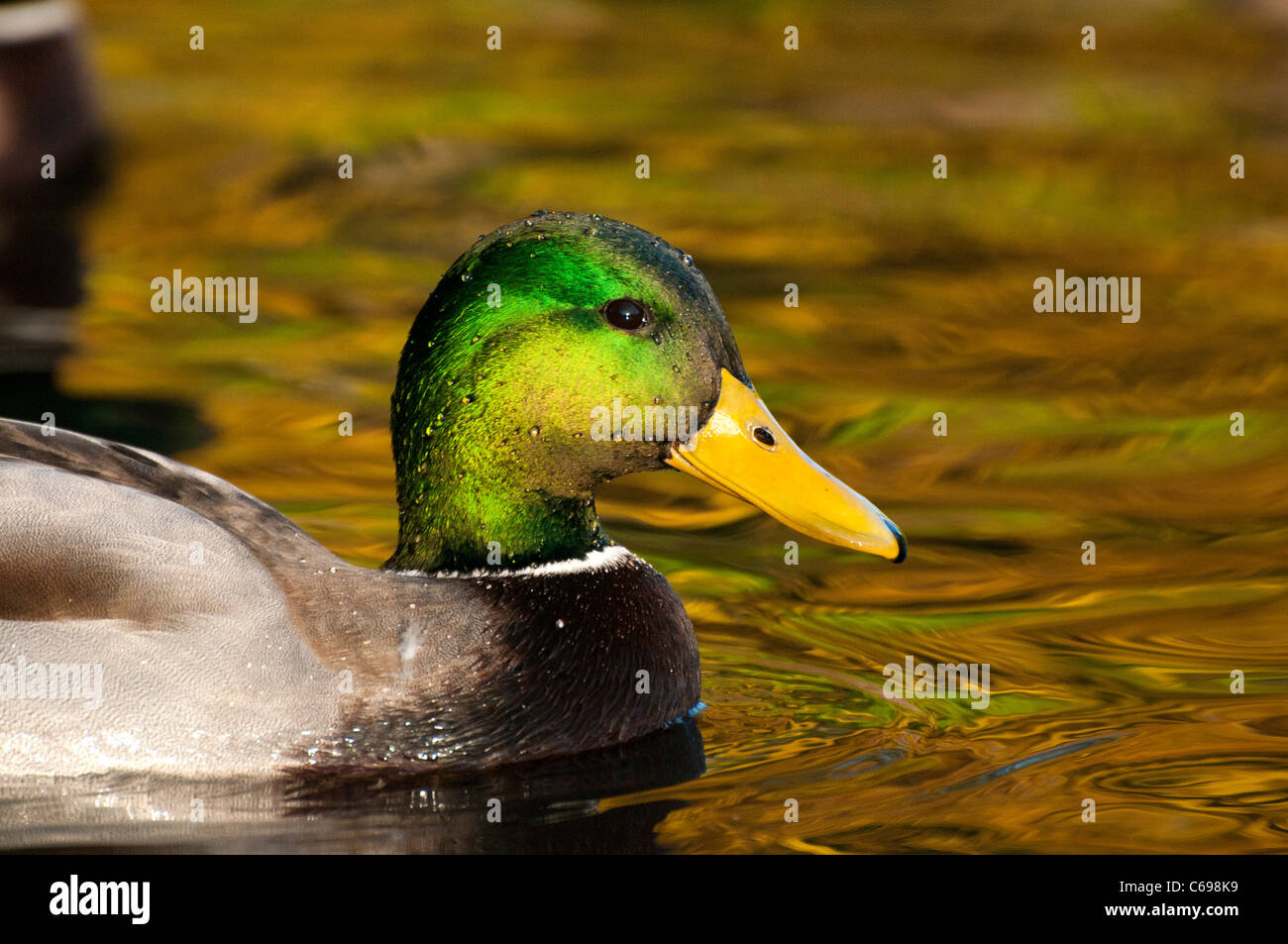 Male Mallard duck and fall colors reflecting on the water Stock Photo ...