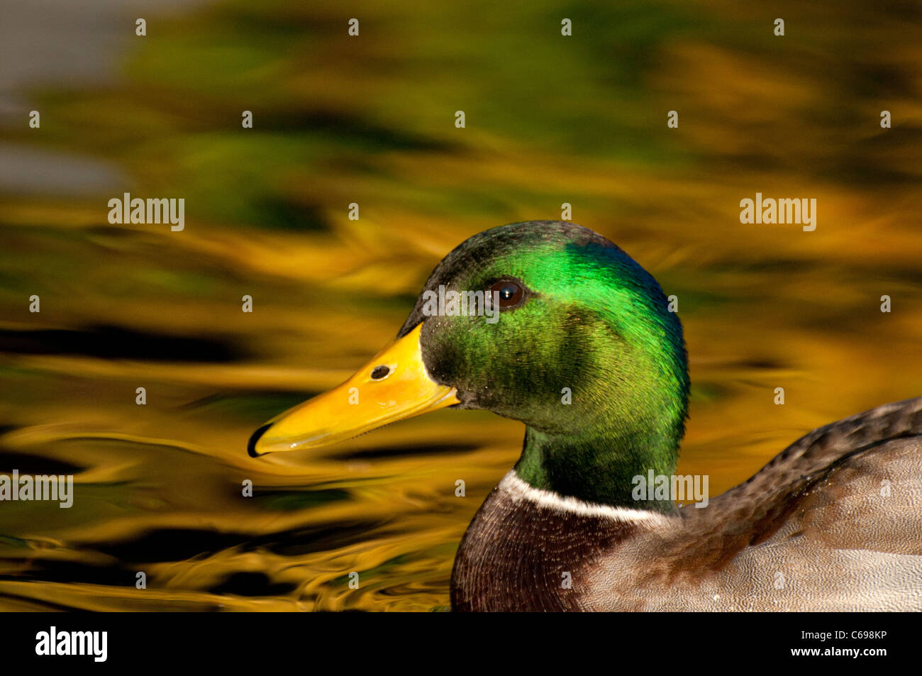 Male Mallard duck and fall colors reflecting on the water Stock Photo ...
