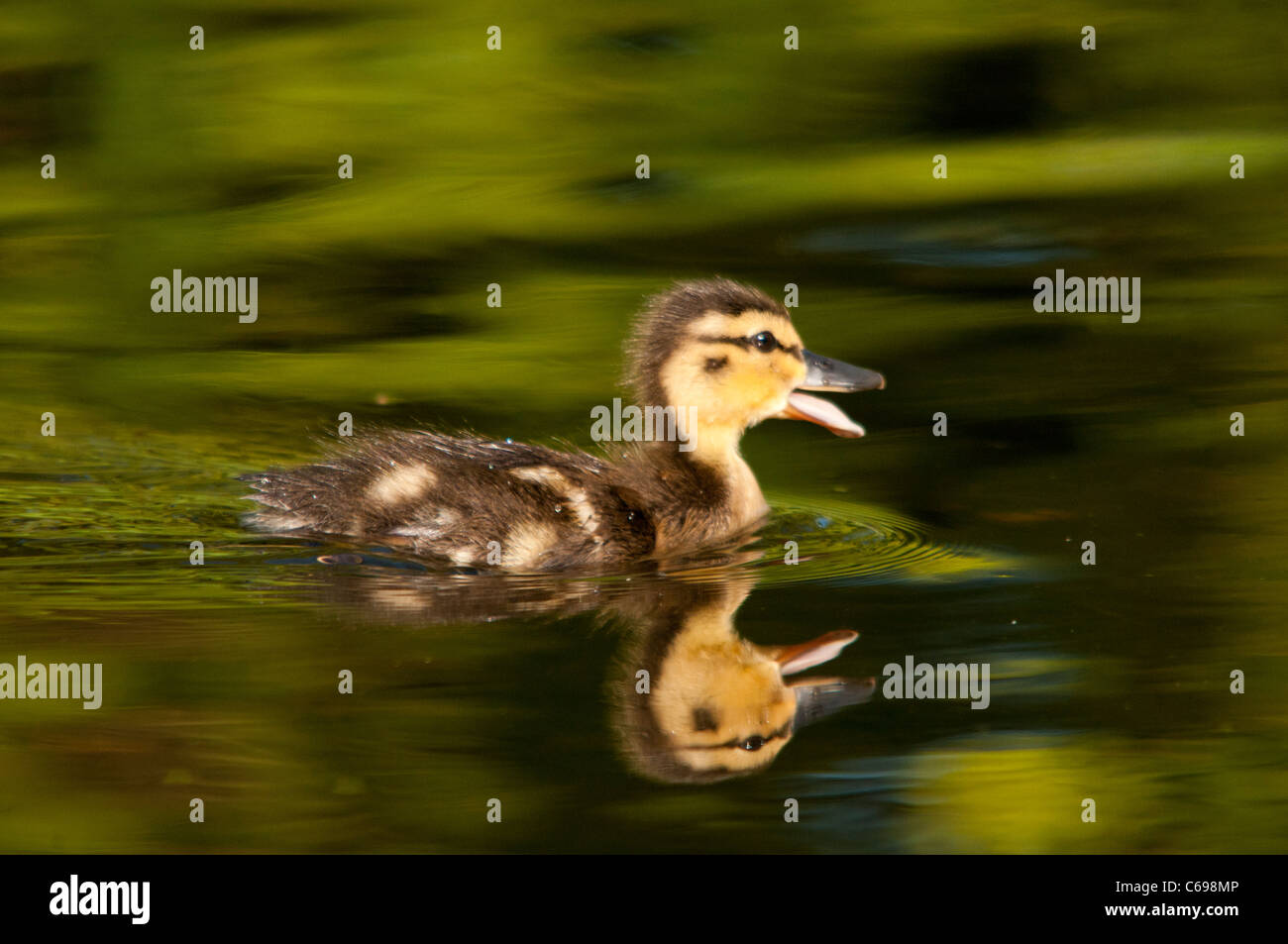 Baby Mallard duck and spring colors reflecting on the water Stock Photo ...
