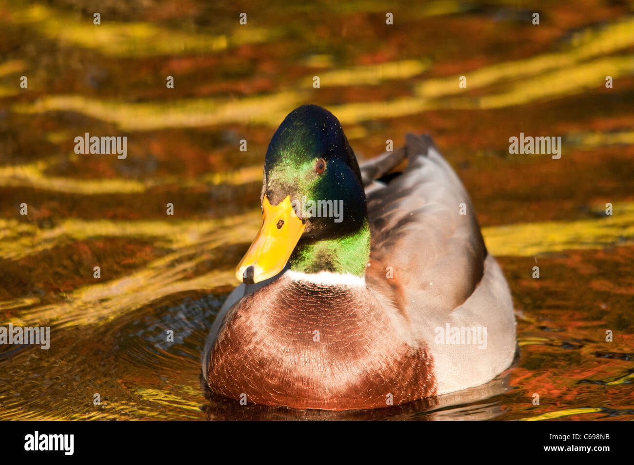 Male Mallard duck and fall colors reflecting on the water Stock Photo ...