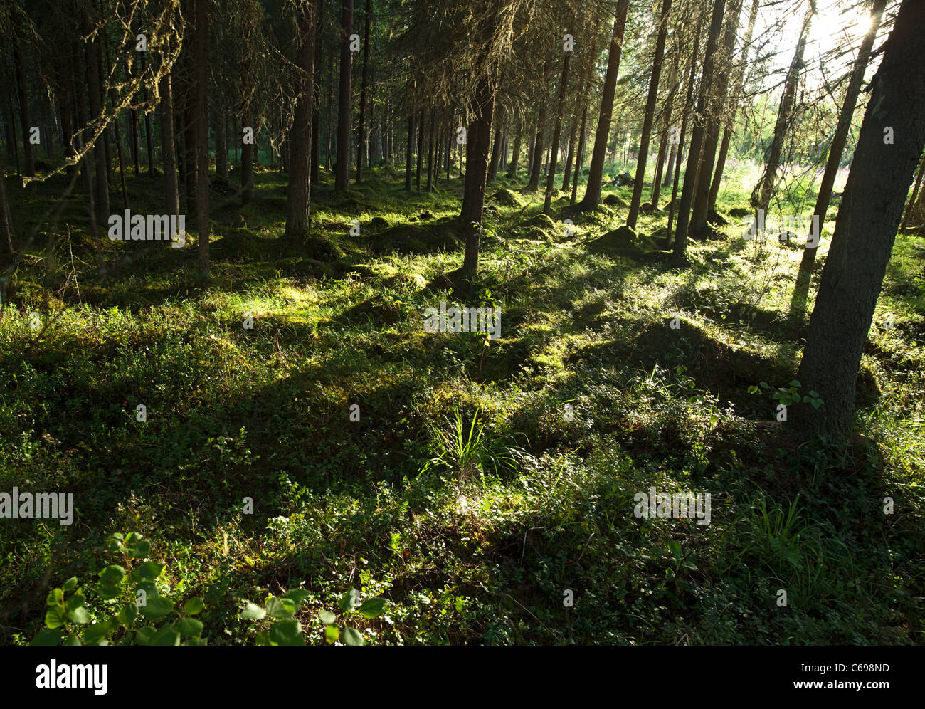 Typical Finnish spruce ( picea abies ) taiga forest where ground is ...