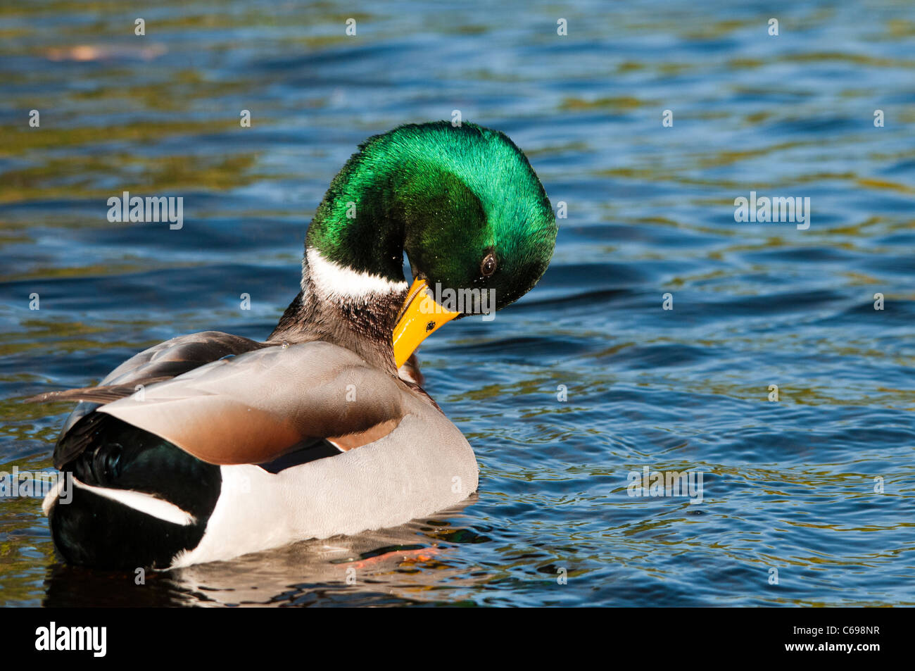 Male Mallard duck and fall colors reflecting on the water Stock Photo ...