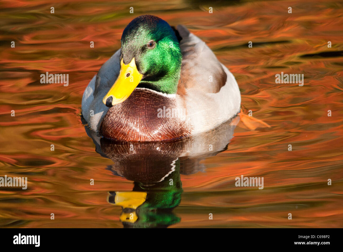 Male Mallard duck and fall colors reflecting on the water Stock Photo ...