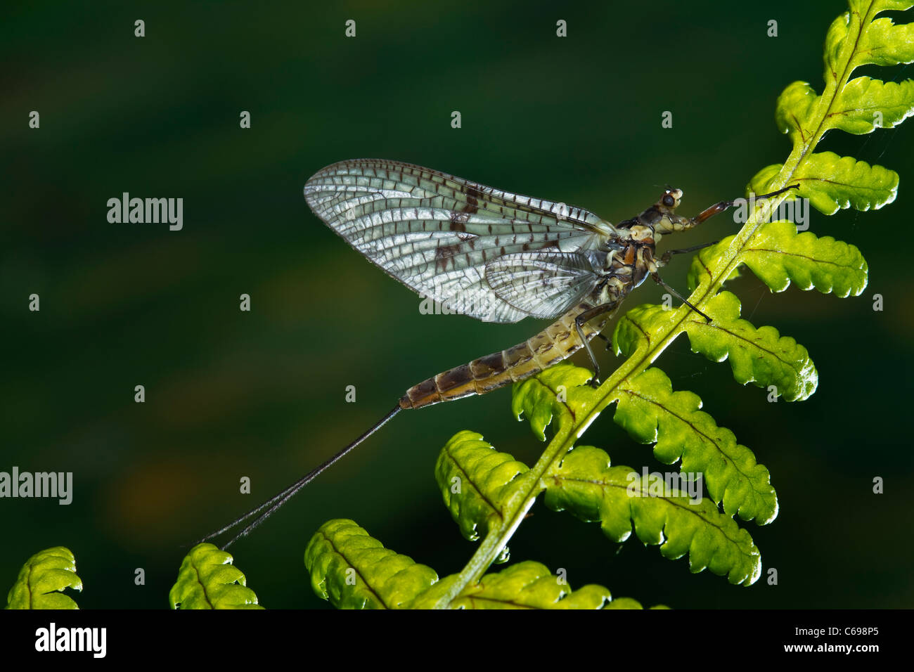 Shadfly hi-res stock photography and images - Alamy