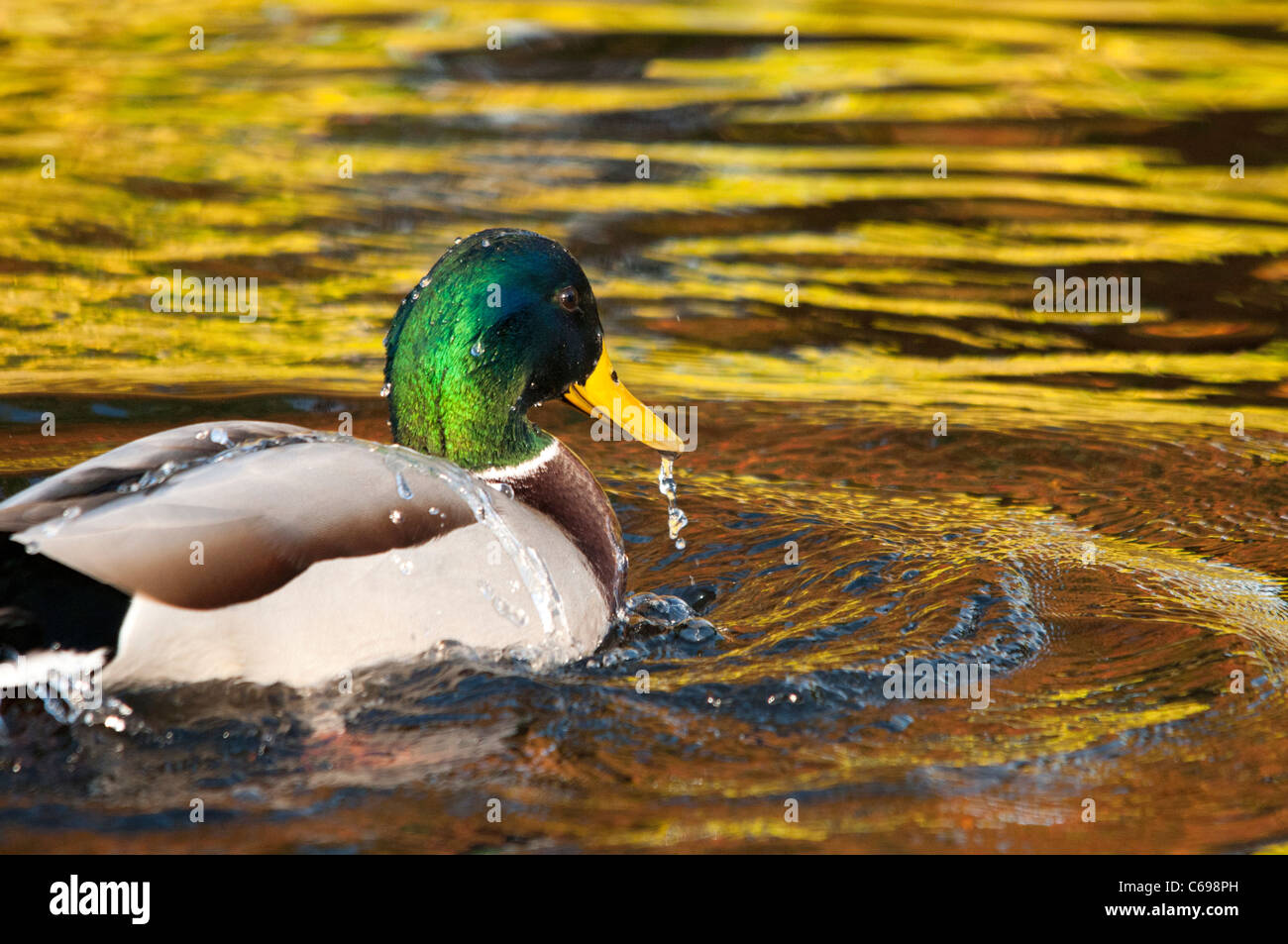 Male duck mating plumage hi-res stock photography and images - Alamy