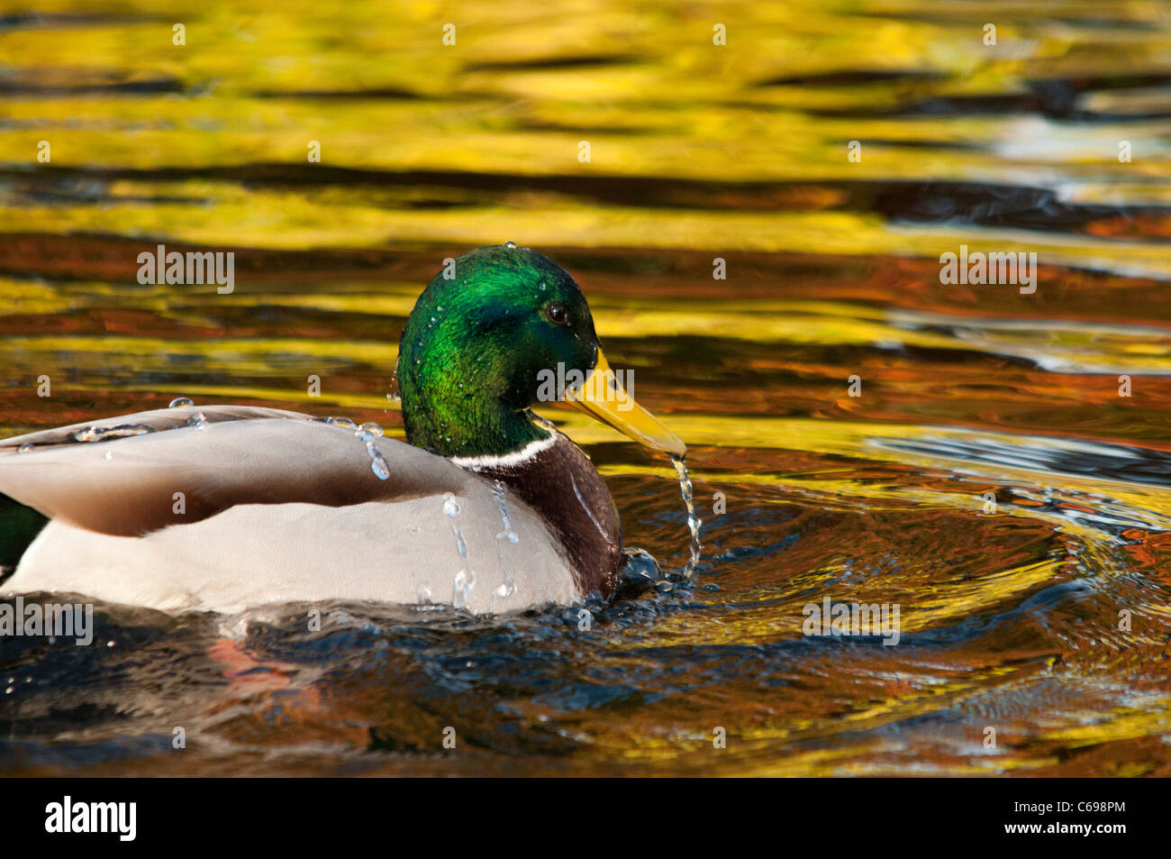 Male Mallard duck and fall colors reflecting on the water Stock Photo ...